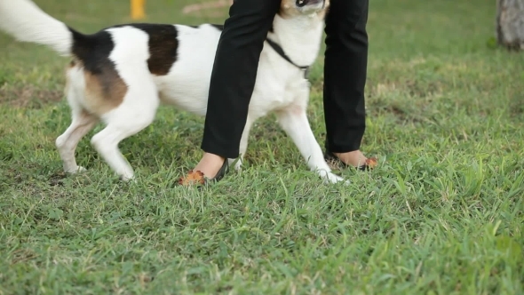Dog Shows Tricks, Stock Footage | VideoHive