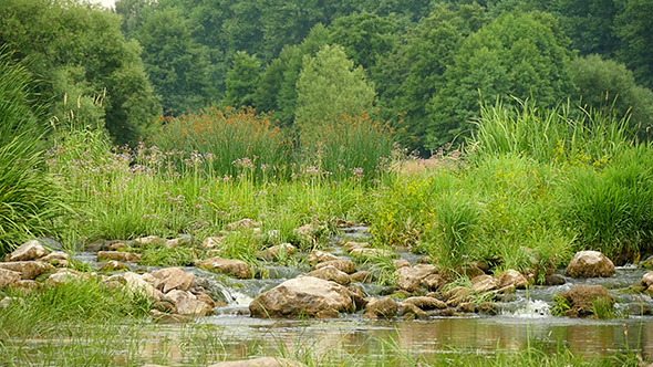 Landscape Of The River With Stones And Plants Slow, Stock Footage ...