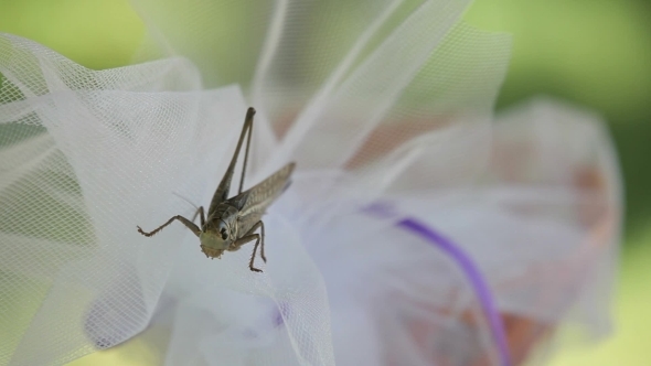 Wounded Insect, Stock Footage | VideoHive