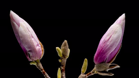Time Lapse of Flowering Magnolia, Stock Footage | VideoHive
