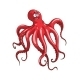 Red Octopus Animal Cartoon Character, Vectors | GraphicRiver