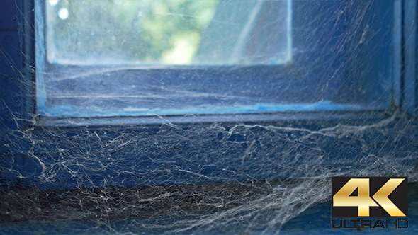 Spider Web on Old Window, Stock Footage | VideoHive