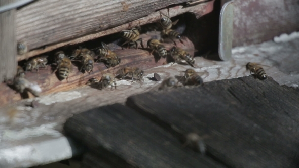 Bee Flying In Front Of a Beehive, Stock Footage | VideoHive