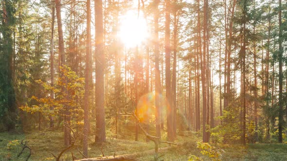 Autumn Forest Time Lapse Timelapse, Stock Footage | VideoHive