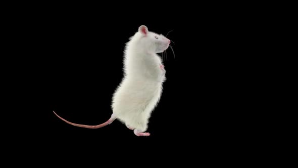 Rat Dancing Hd, Motion Graphics | VideoHive