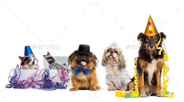 Dogs partying Stock Photo by Lifeonwhite | PhotoDune