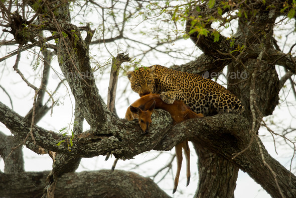 Leopard in a tree with its prey, Serengeti, Tanzania, Africa Stock ...