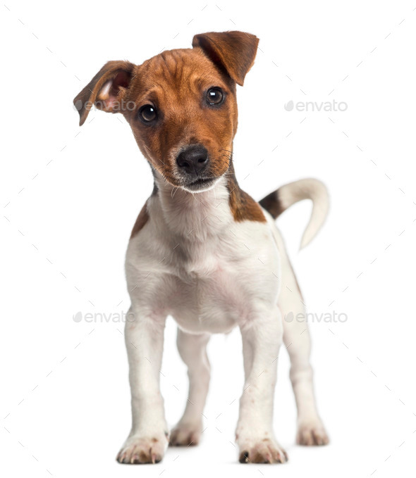 Merle Jack Russell Terrier | ppgbbe.intranet.biologia.ufrj.br