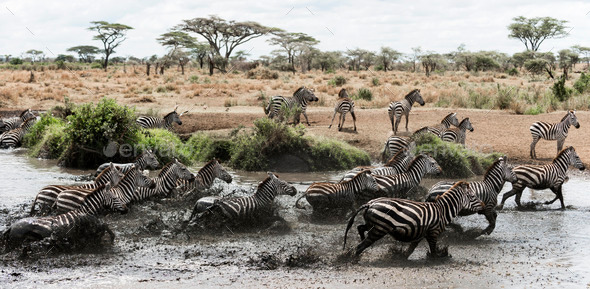 Herd of zebra galloping in a river, Serengeti, Tanzania, Africa Stock ...