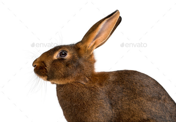 Belgian Hare in front of a white background Stock Photo by Lifeonwhite