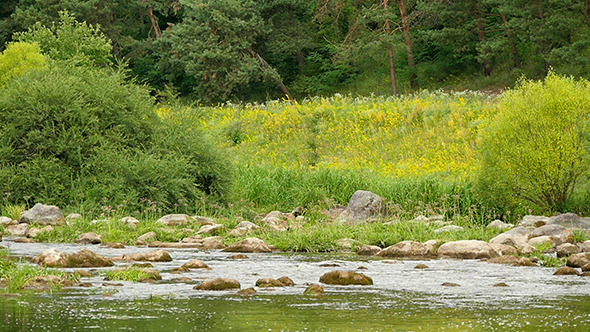 Landscape Of The River With Stones And Plants, Stock Footage | VideoHive