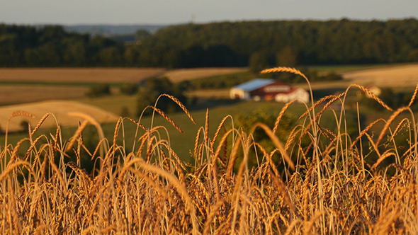 Wheat With A Farm In The Background, Stock Footage | VideoHive
