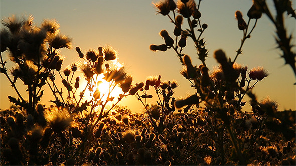 Sunbeams Nature, Stock Footage | VideoHive