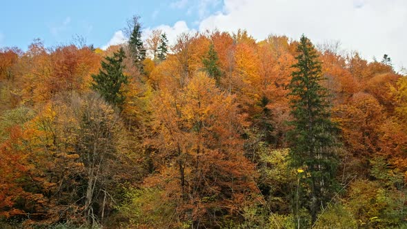 View of nature in Romania. Carpathian mountains, lush yellowing forest ...