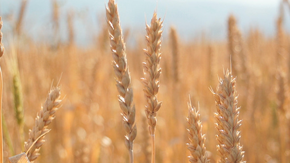 Wheat Crop Blowing in the Wind, Stock Footage | VideoHive