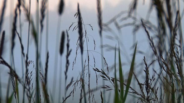 Night Grass in the North, Stock Footage | VideoHive