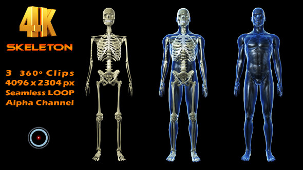 Skeleton, Motion Graphics | VideoHive