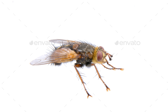 Fly on a white background Stock Photo by NERYX | PhotoDune