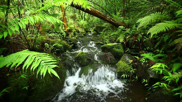 Lush Stream In Jungle 1, Stock Footage | VideoHive