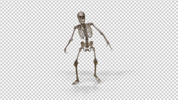 Skeleton Pack, Motion Graphics | VideoHive