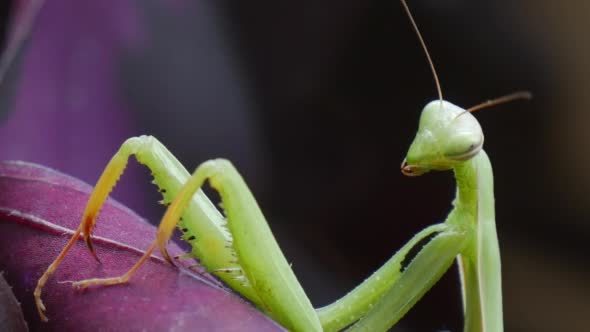 Mantis is Moving The Antennas Sitting on Violet, Stock Footage | VideoHive