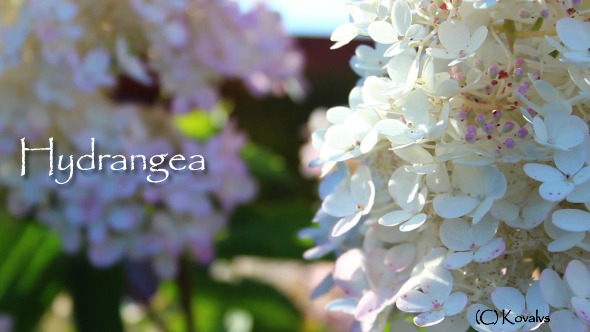 Hydrangea, Stock Footage | VideoHive