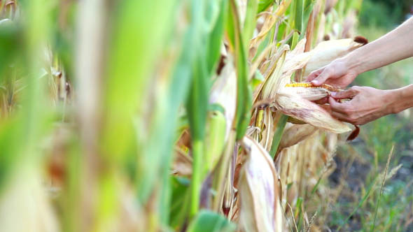 Farmer Collecting Corn, Stock Footage | VideoHive