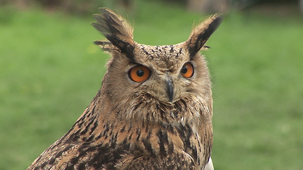 Eurasian Great Eagle Owl, Stock Footage | VideoHive