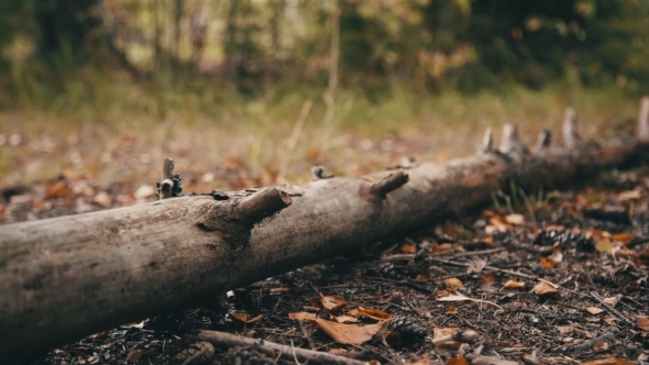 Fallen Tree In The Autumn Forest, Stock Footage | VideoHive