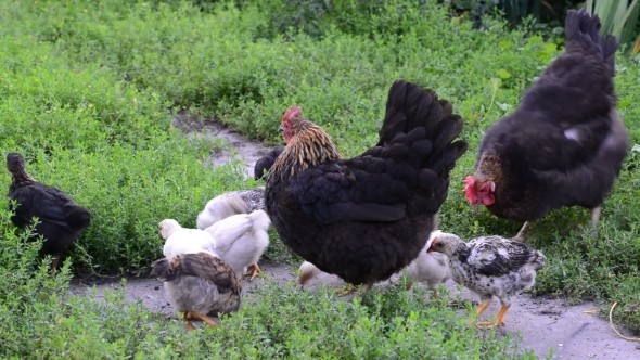 Chickens Pecking At Food In The Yard, Stock Footage | VideoHive