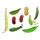Cartoon Fresh Legumes And Vegetables, Vectors | GraphicRiver