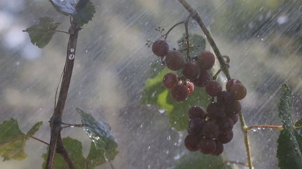 A Bunch of Grapes in The Rain 3, Stock Footage | VideoHive