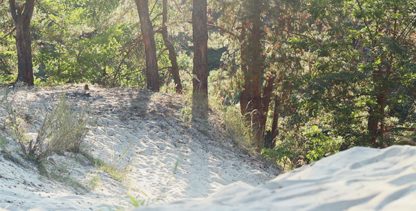 Sand in the Forest, Stock Footage | VideoHive