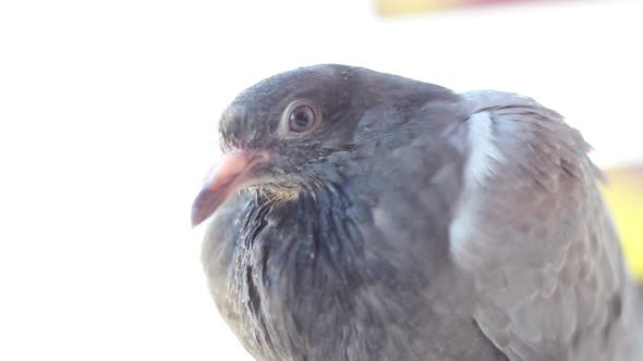 Pigeon Blinking and Looking to Camera, Stock Footage | VideoHive