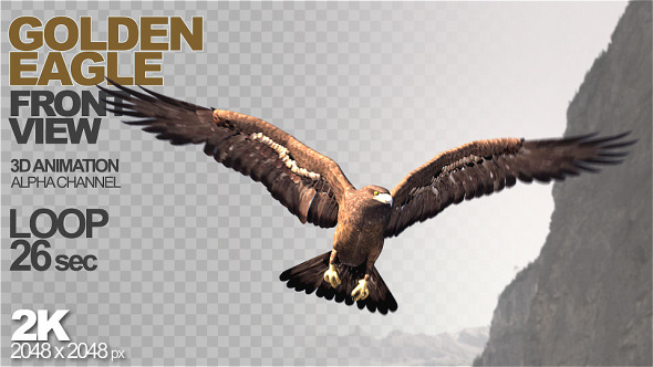 Golden Eagle Front View by CGLight | VideoHive