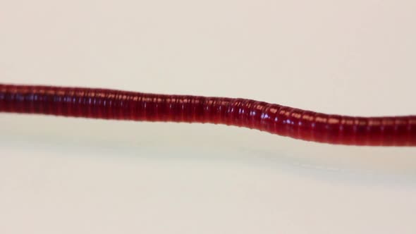Red Worm Macro 1, Stock Footage | VideoHive