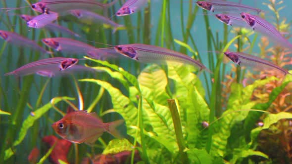Transparent Glass Or Ghost Catfish Under Water 1, Stock Footage | VideoHive