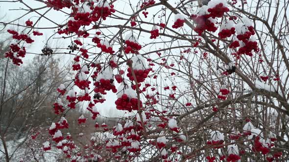 Snowball Red Branches Under Snow At Winter 3, Stock Footage | VideoHive
