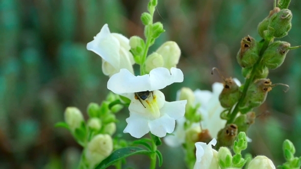 Bumblebee On a Flower Snapdragon, Stock Footage | VideoHive