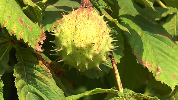 Mature Fruit of the Prickly Chestnut, Stock Footage | VideoHive
