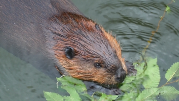 Beaver, Stock Footage | VideoHive