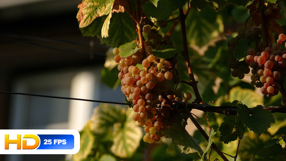 Grapevine, Stock Footage | VideoHive