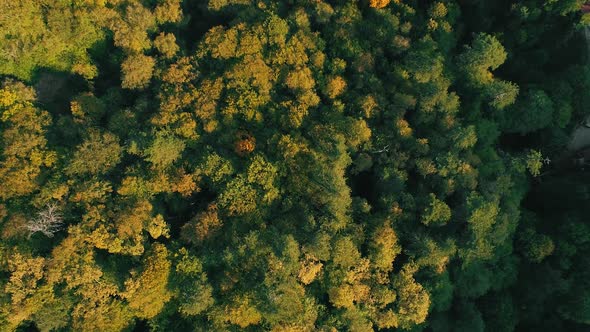 Drone Forest, Stock Footage | VideoHive