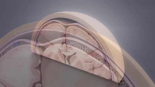 Brain rotating showing half section of the brain., Motion Graphics