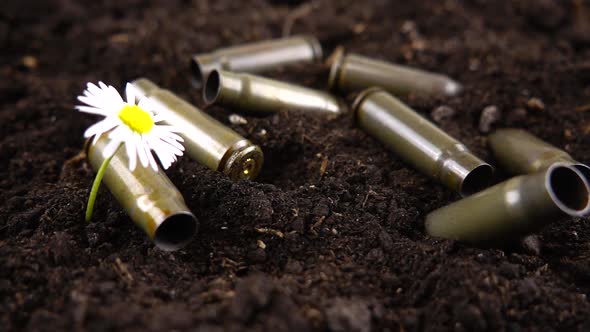 Bullet casings fall to the ground and chamomile flower. Slow motion ...