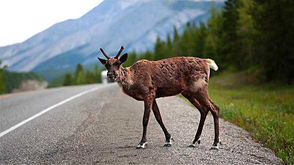 Reindeer in Canada, Stock Footage | VideoHive