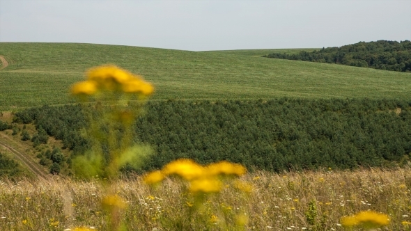 Field Of Spring Grass And Mountain, Stock Footage | VideoHive