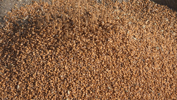 Seeds Falling 3, Stock Footage | VideoHive