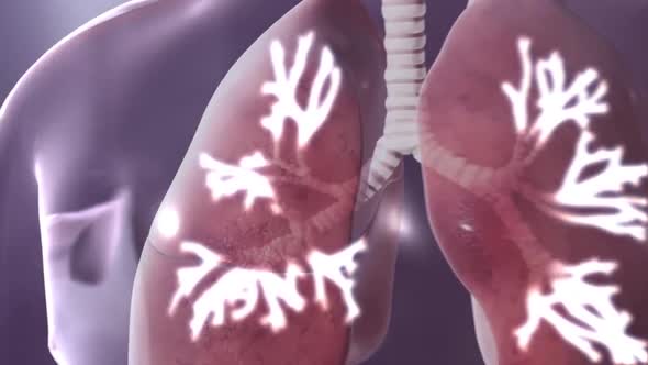 Human Respiratory System Lungs Anatomy Animation Concept. 3D, Motion ...