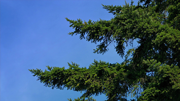 Tree Branches In Gentle Breeze, Stock Footage | VideoHive